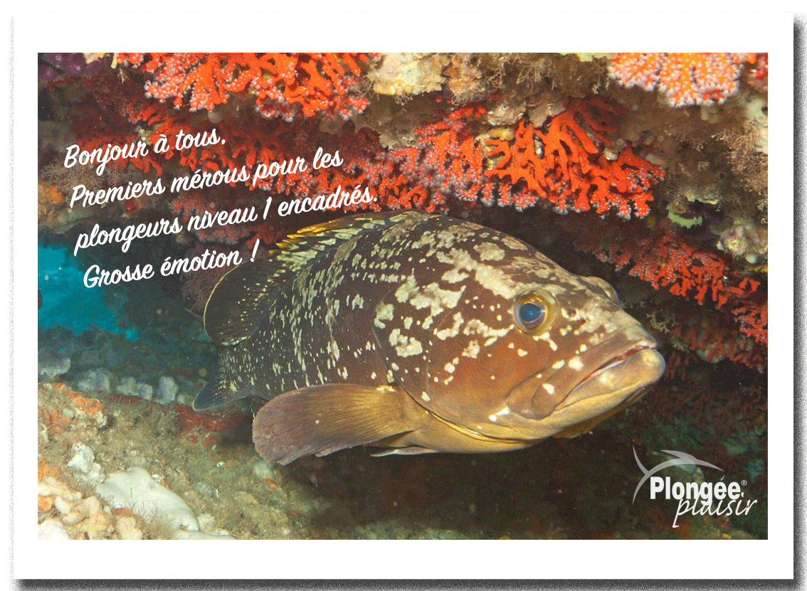 Plongée Plaisir 4 - Plongée Plaisir, site officiel